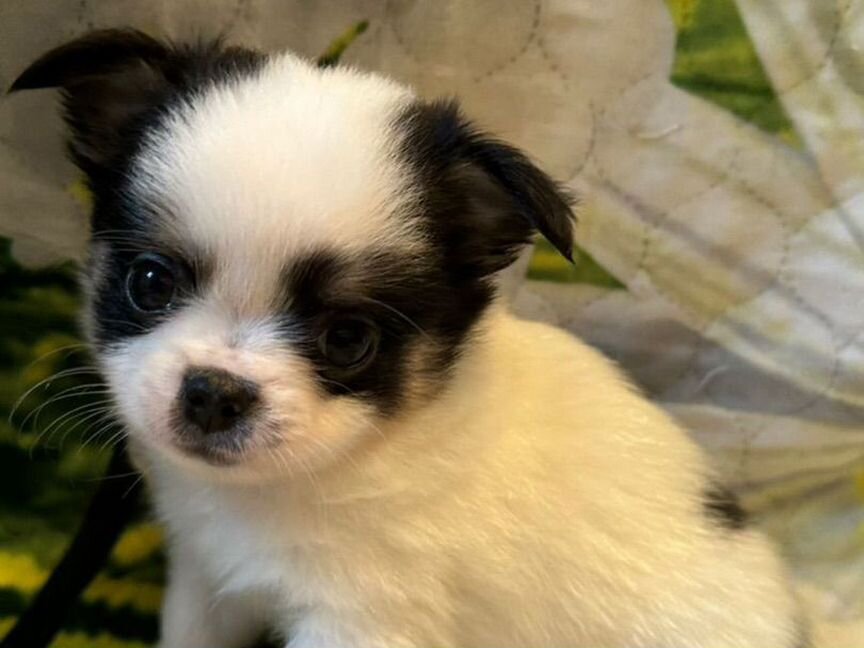 Щенки чихуахуа