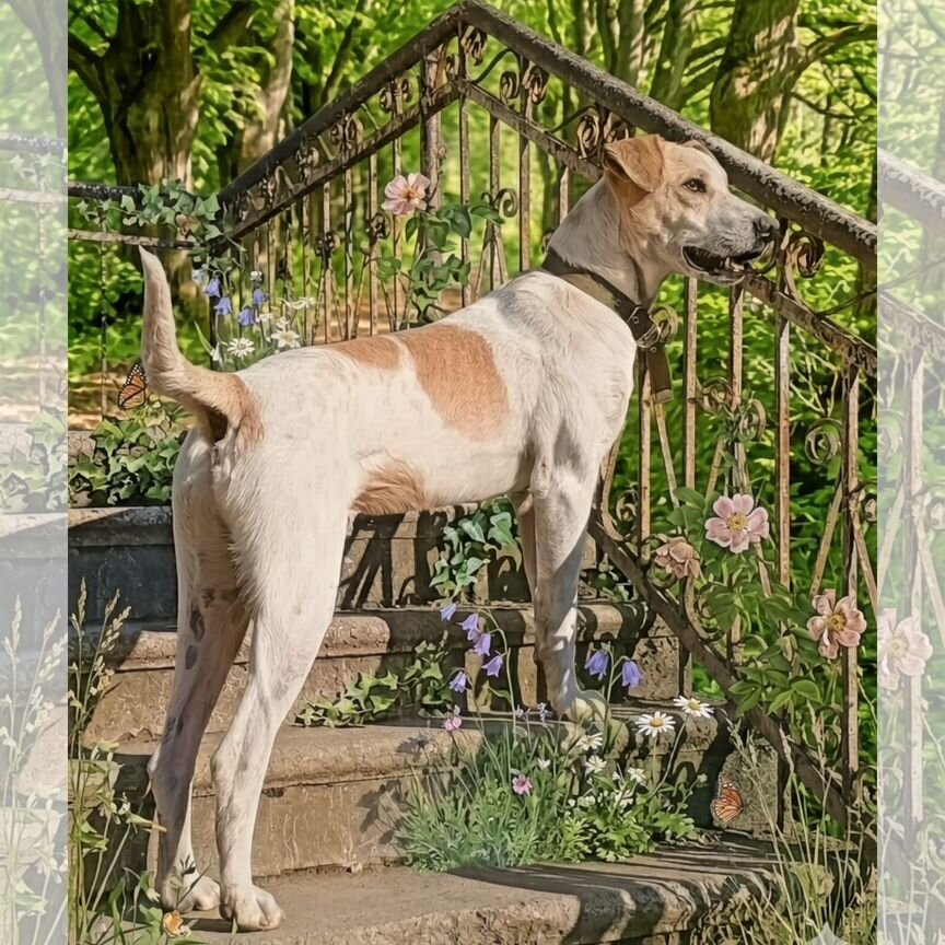 Взрослый пёс в добрые руки