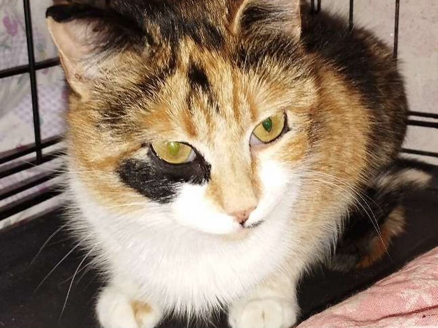 Кошка Мурзилка