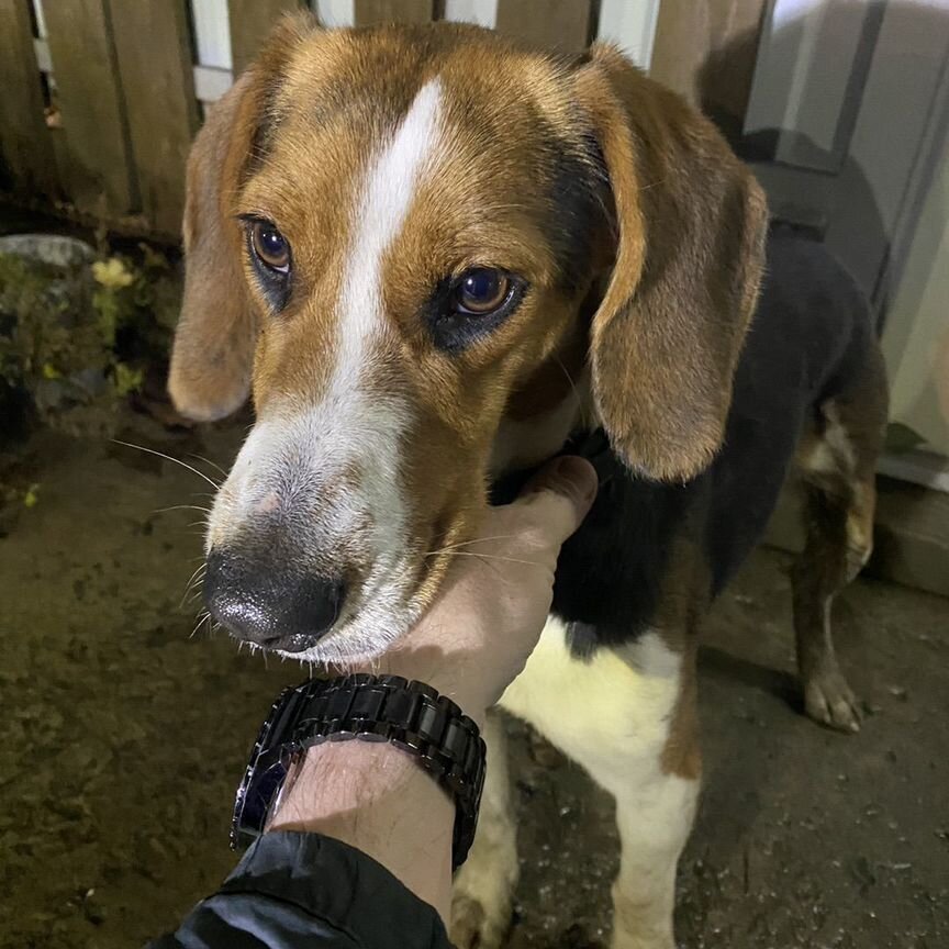 Отдам собаку в добрые руки