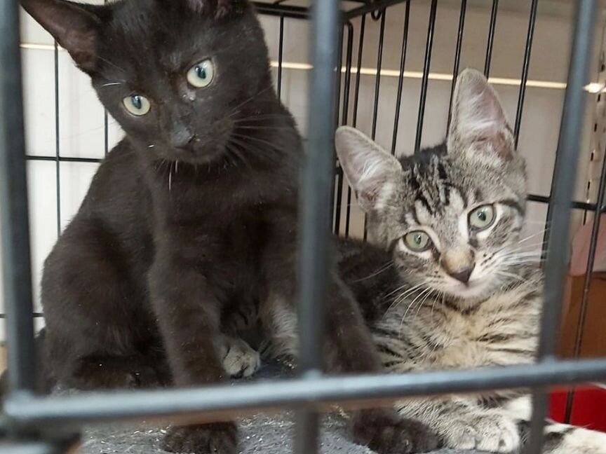 Котята ищут дом