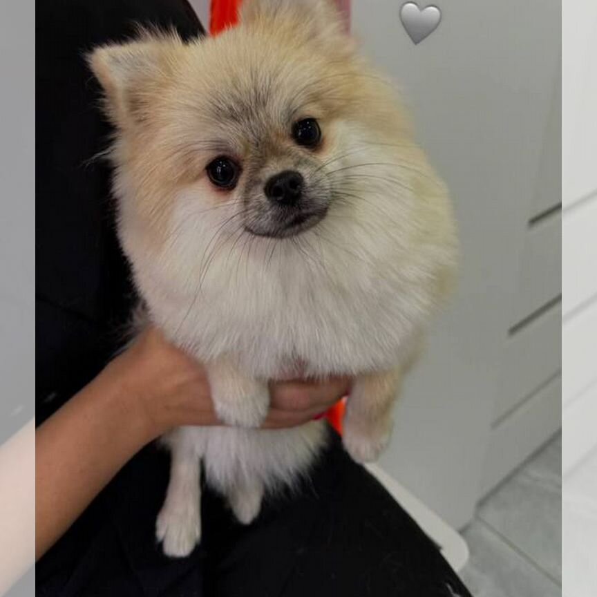 Померанский шпиц, щенок