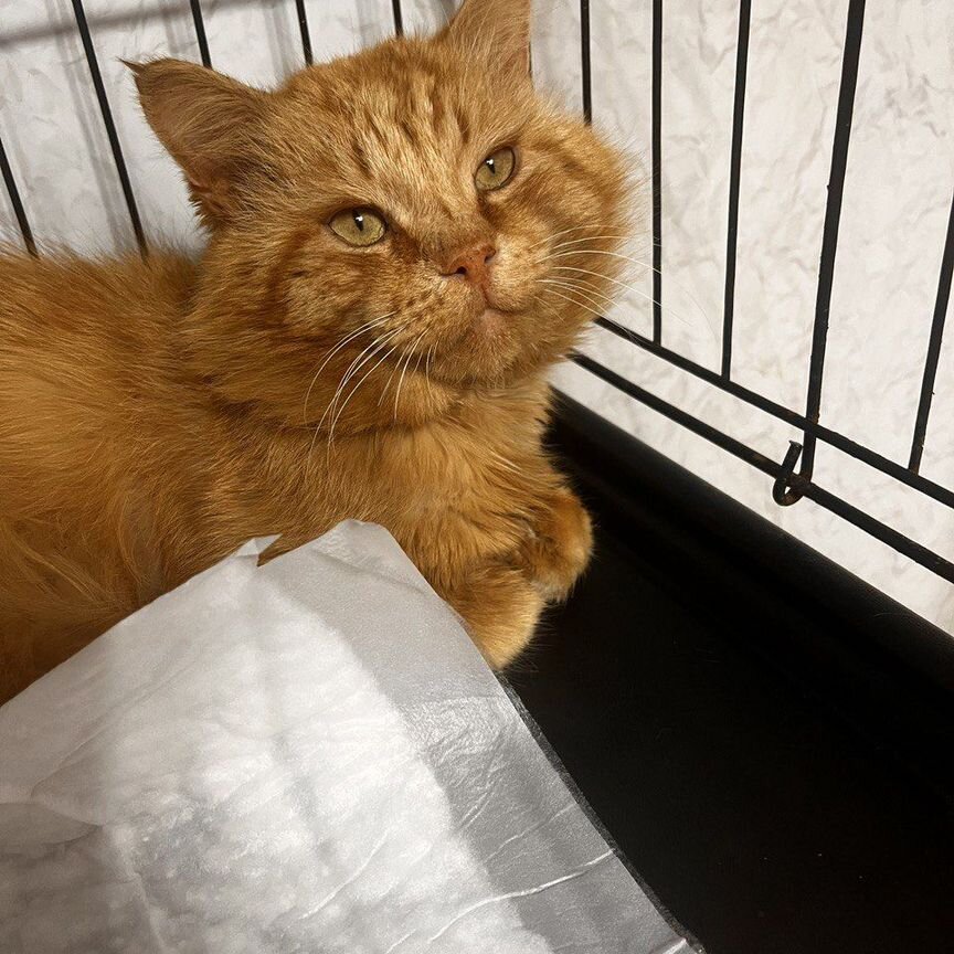 Подарите хотя бы старость в тепле и любви