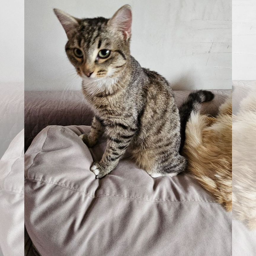 Котик Сэм