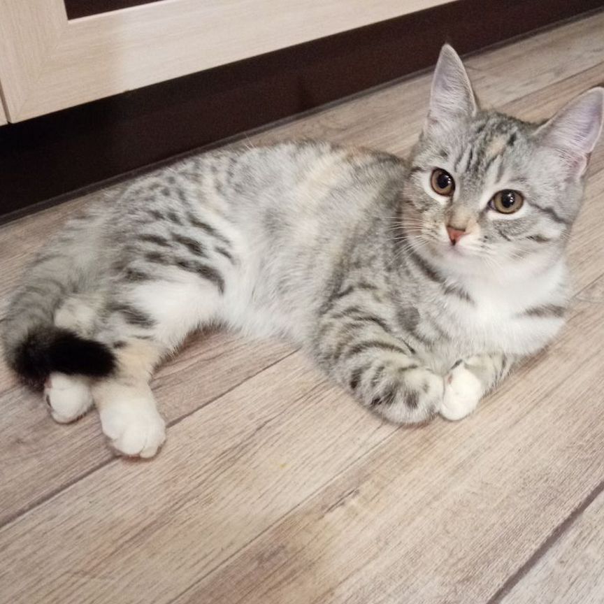 Котёнок в добрые руки