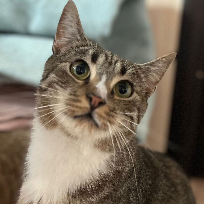 Европейский короткошёрстный, взрослый кот