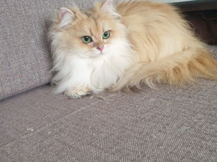 Кошка в добрые руки