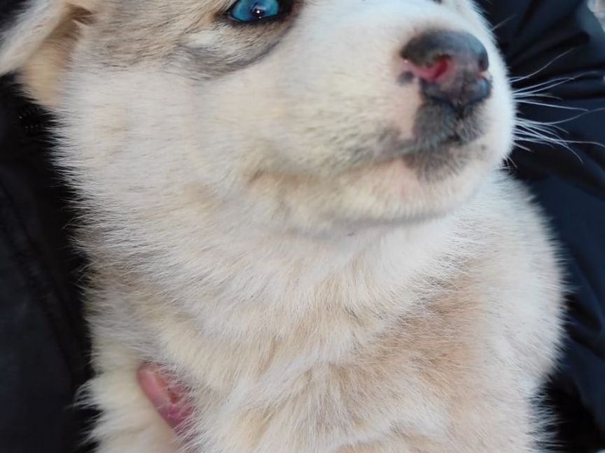 Щенки Хаски+Кавказец