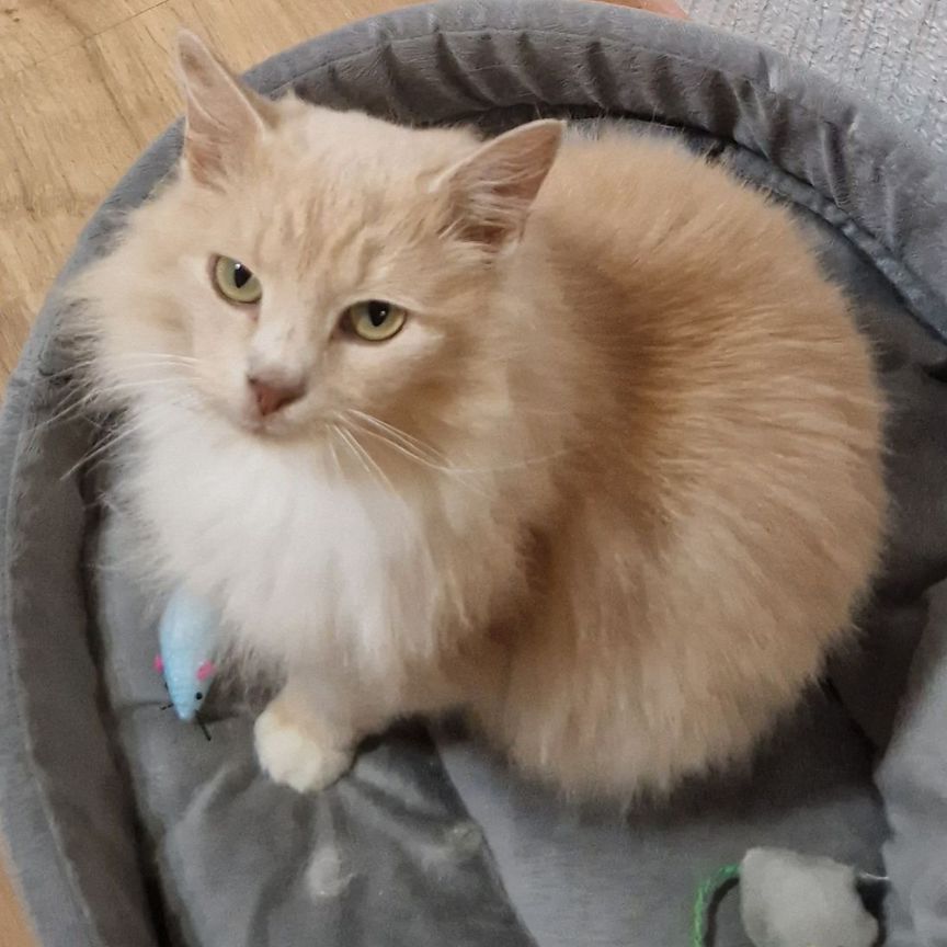 Кошка