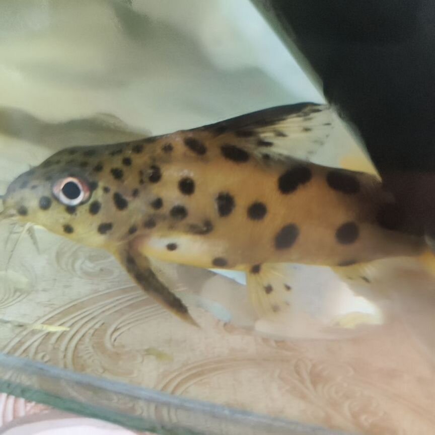 Сомы перевертыши