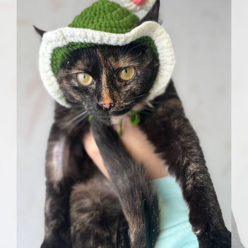 Взрослая, кошка в добрые руки