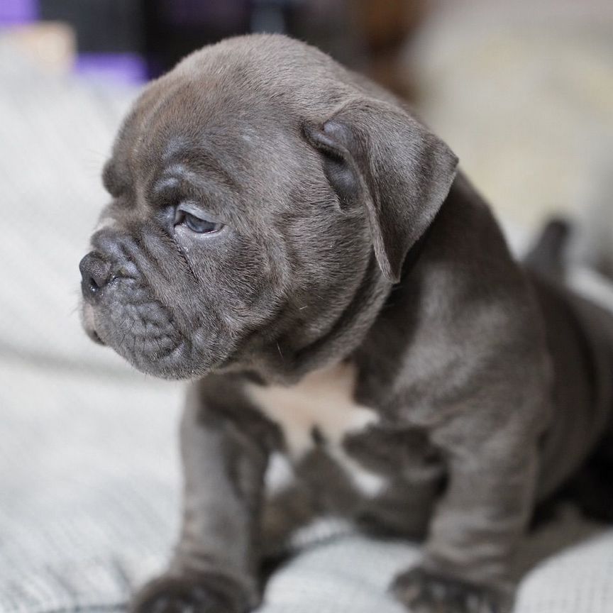 Американский булли, щенок