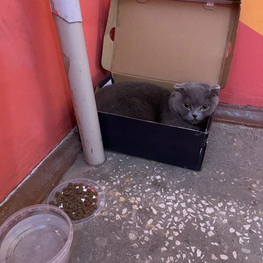 Котик бесплатно