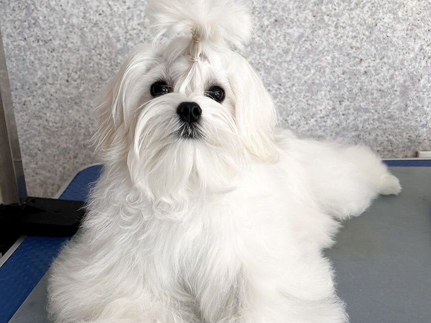 Мальтийская болонка мальтезе