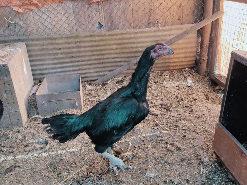 Бойцовые куры о шамо