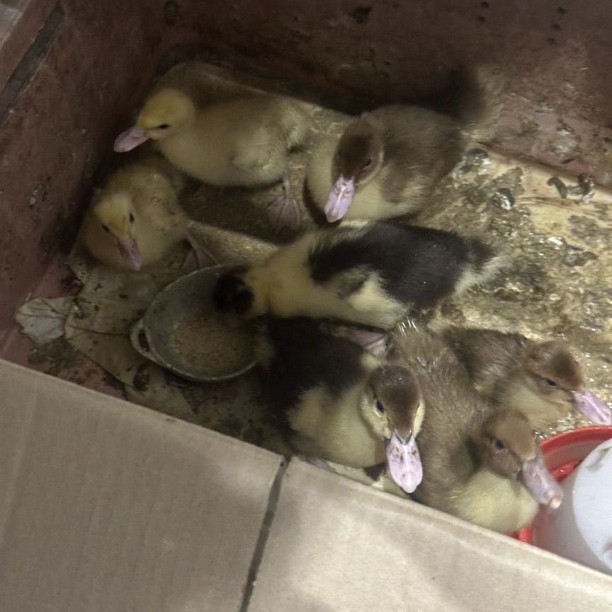 Утята подрощенные мускусные