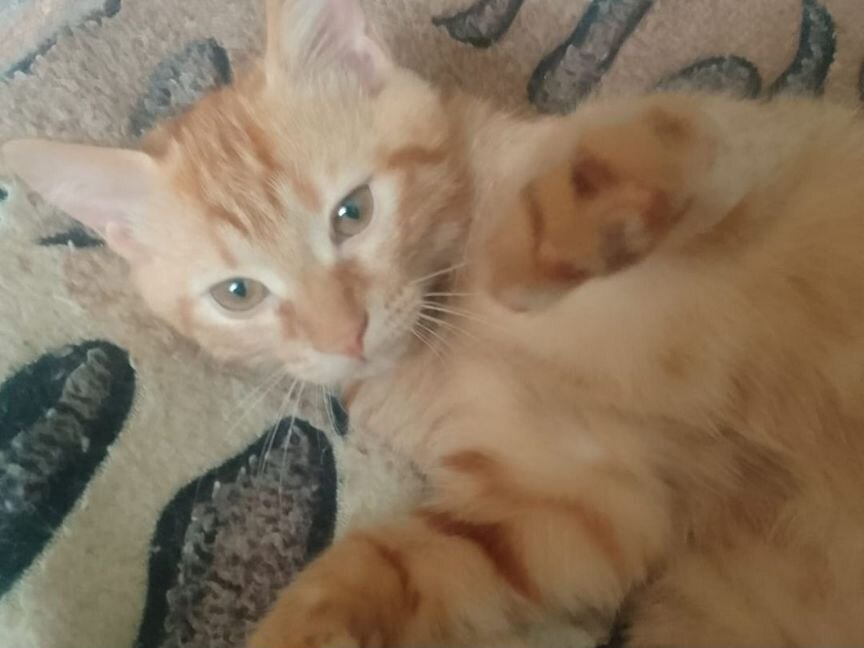 Кошка
