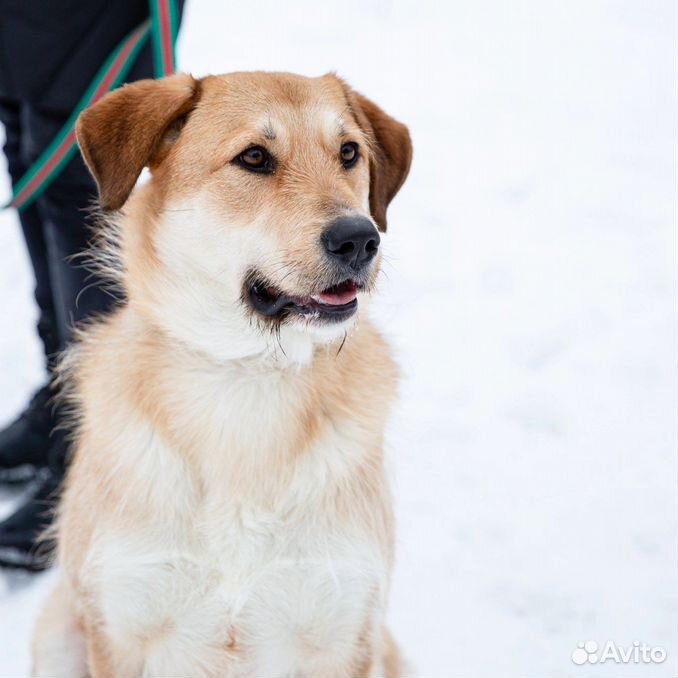 Стинг из приюта ищет дом