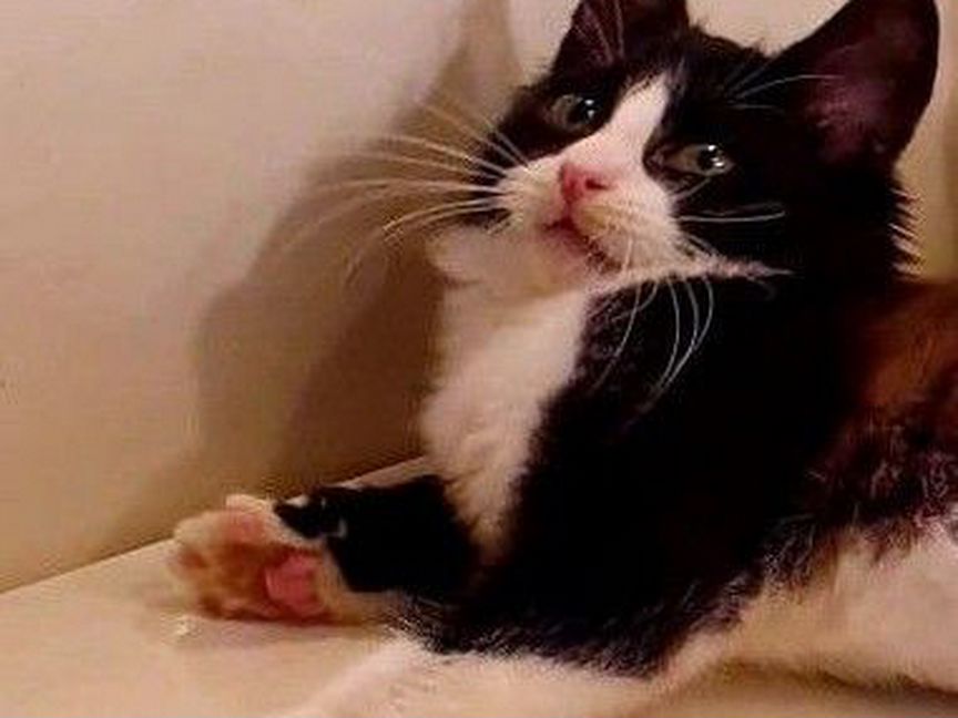 Котенок компаньон в добрые руки