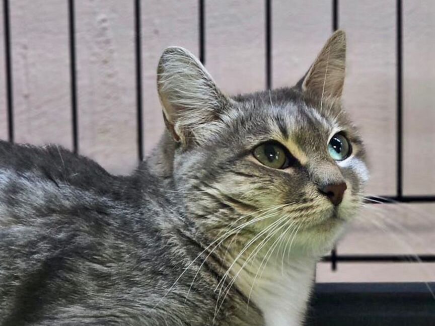 Зеленоглазая кошка Серебринка