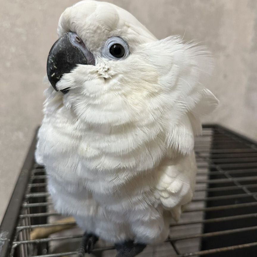 Попугай какаду выкормыш