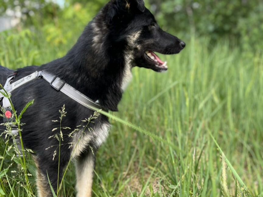 Собака в добрые руки. Храбрый Эль