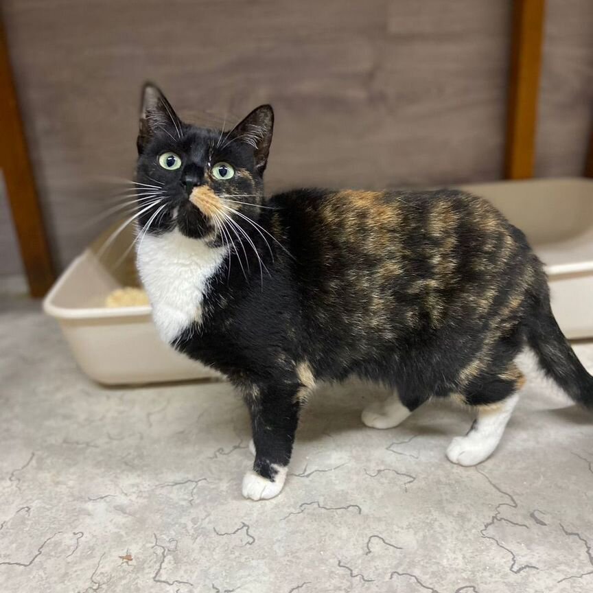 Жасмин ищет свой дом