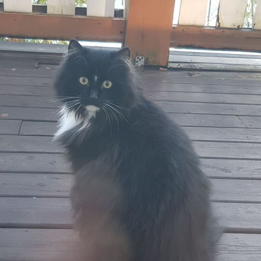 Котики ищут дом