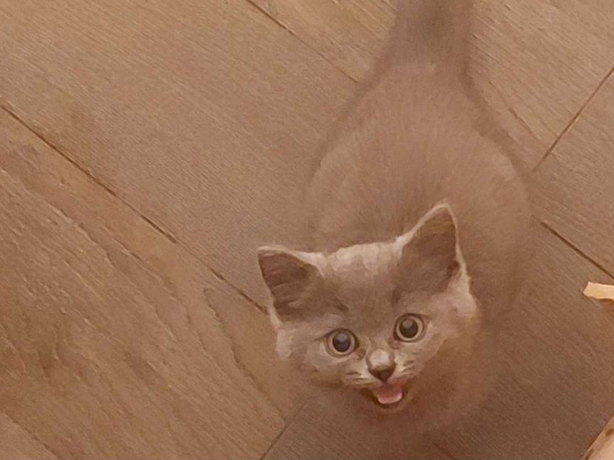 Британская короткошерстная котёнок девочка 2 мес