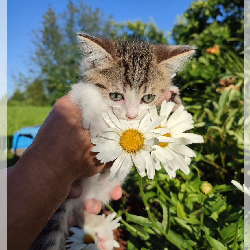 Котята в добрые руки