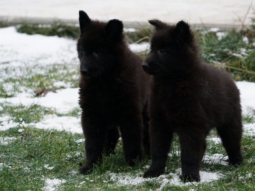 Грюнендаль.Шикарные щенки.От чемпионов