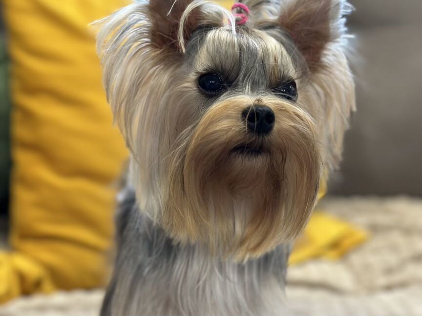 Йоркширский терьер мини девочка