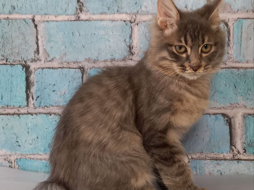 Курильский бобтейл голубой котик