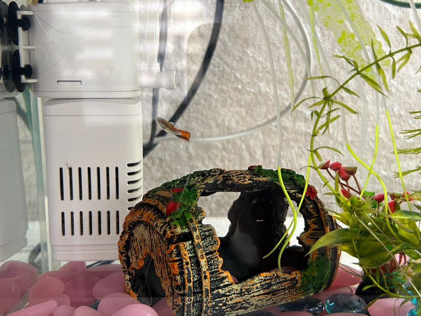 Мальки гуппи/ рыбки