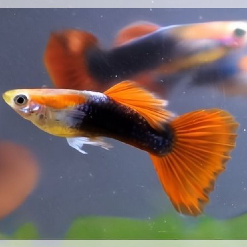 Аквариумные рыбки гуппи