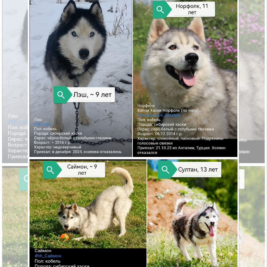 Сибирский хаски, взрослая собака