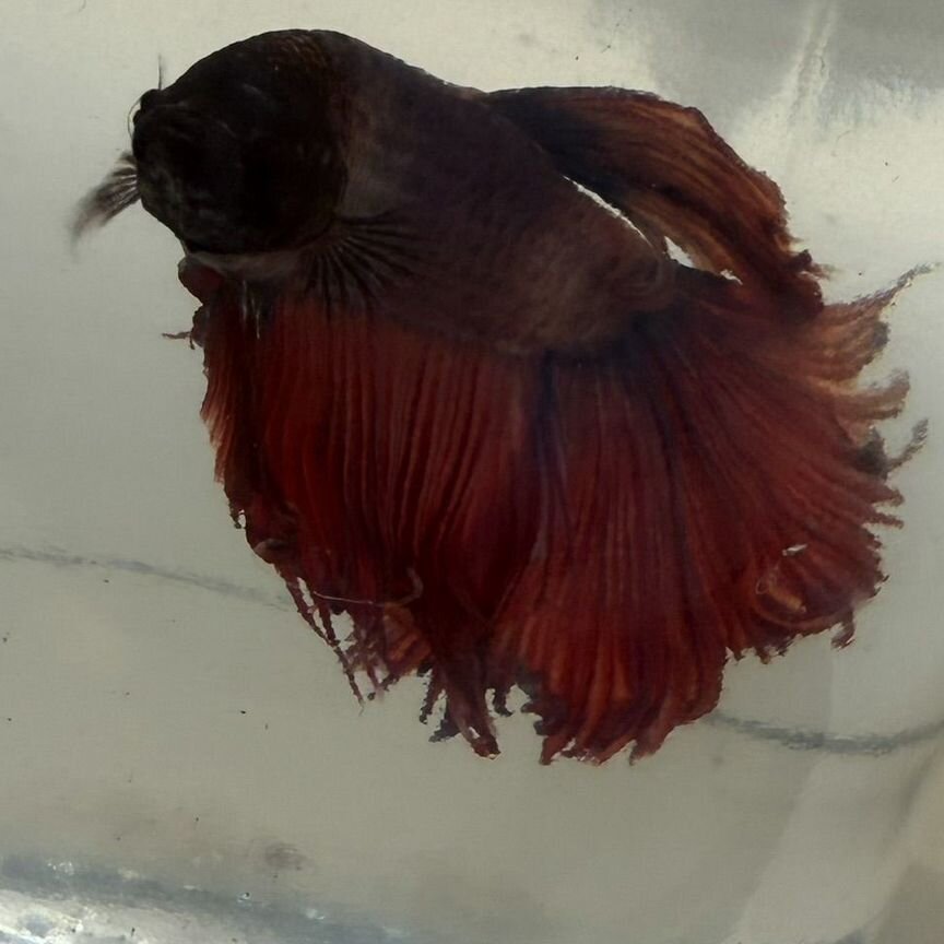 Рыбка петушок