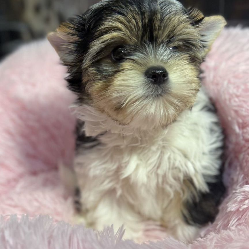 Бивер-йоркширский терьер, щенок