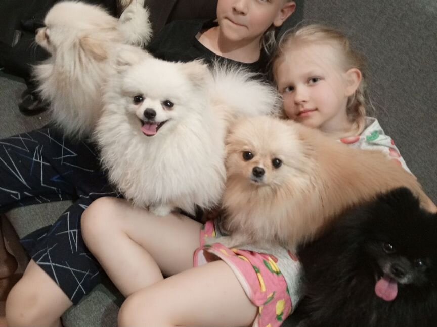 Шпиц вязка