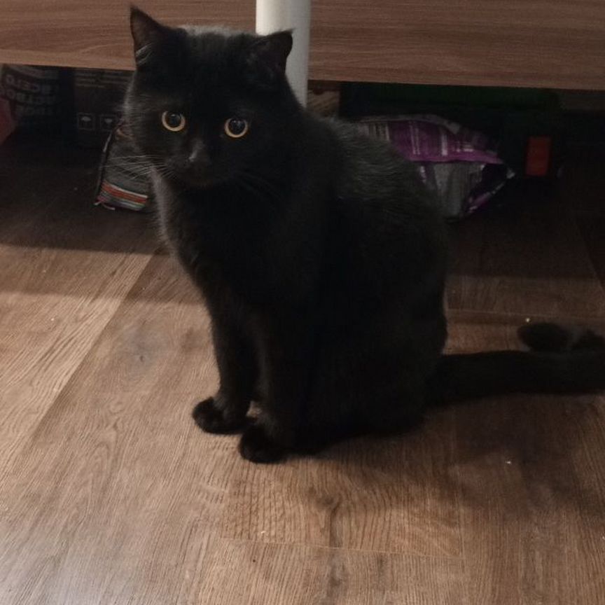 Кот черный с зелеными глазами