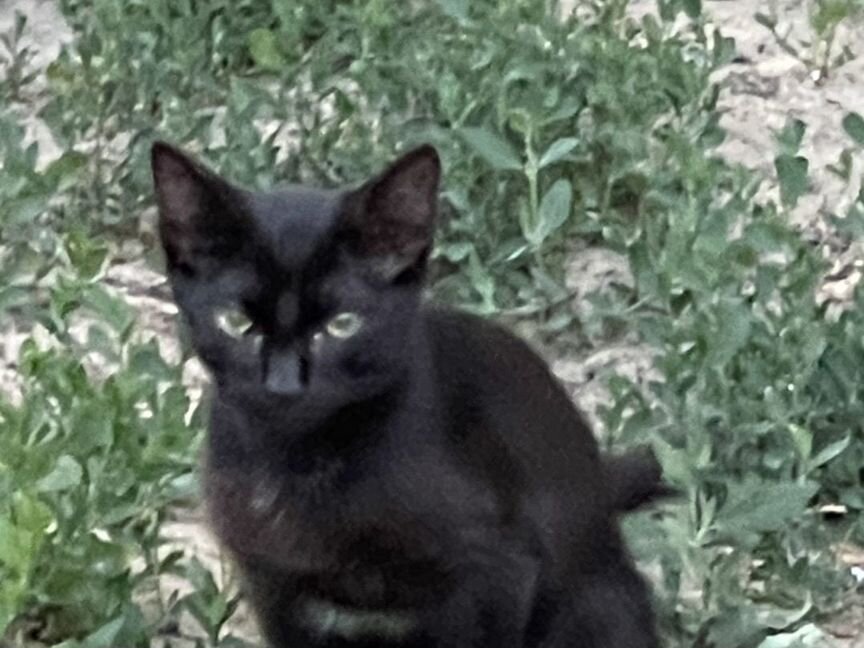 Котенок 4 месяца пропадает на улице