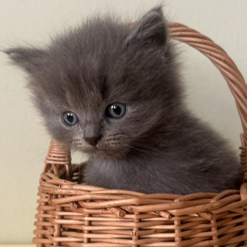 Котомишка котенок шотдандский