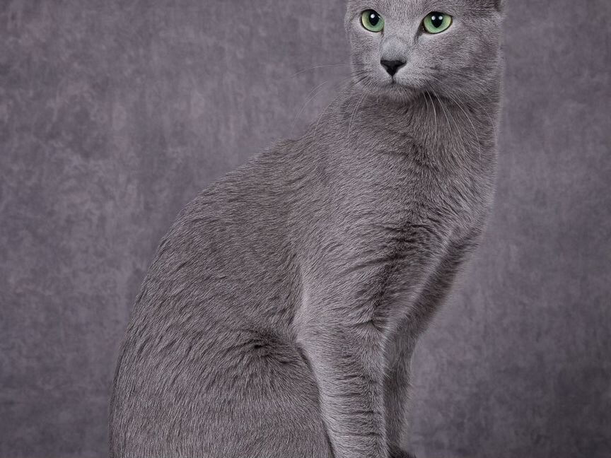 Котята русская голубая