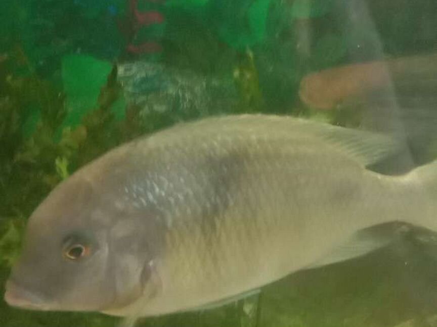 Рыба голубой дельфин