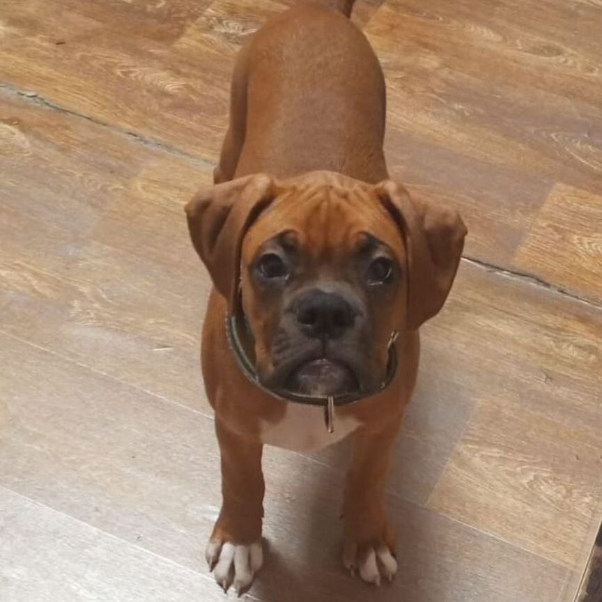 Щенки боксера