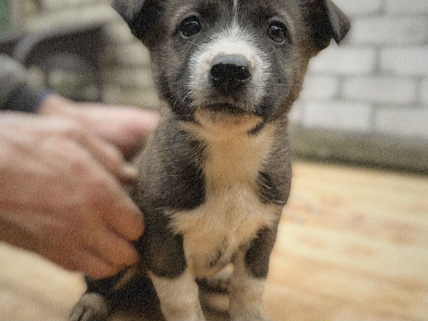 Щенки метисы хаски