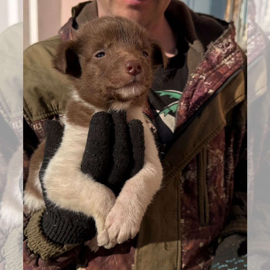 Щенок в добрые руки