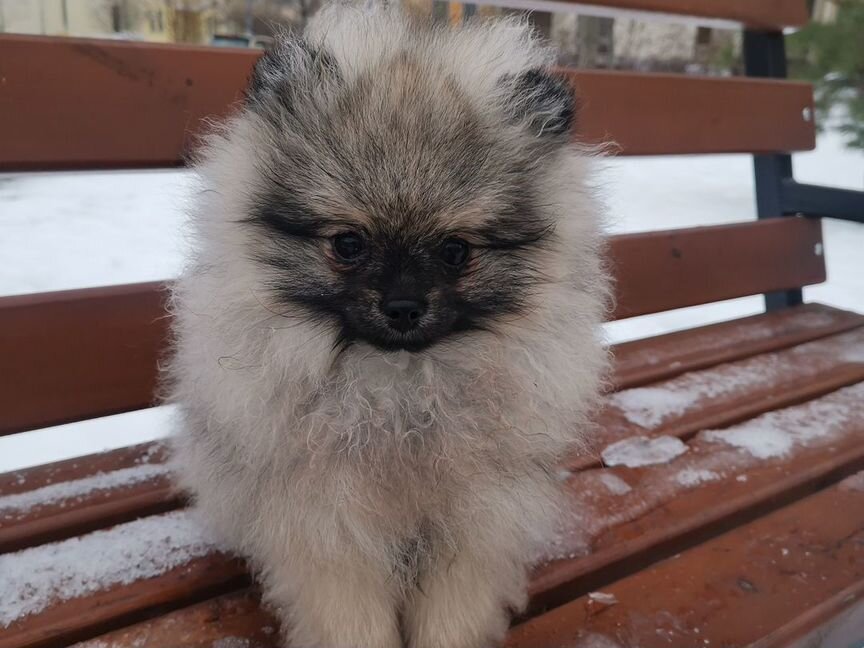 Мини Померанец