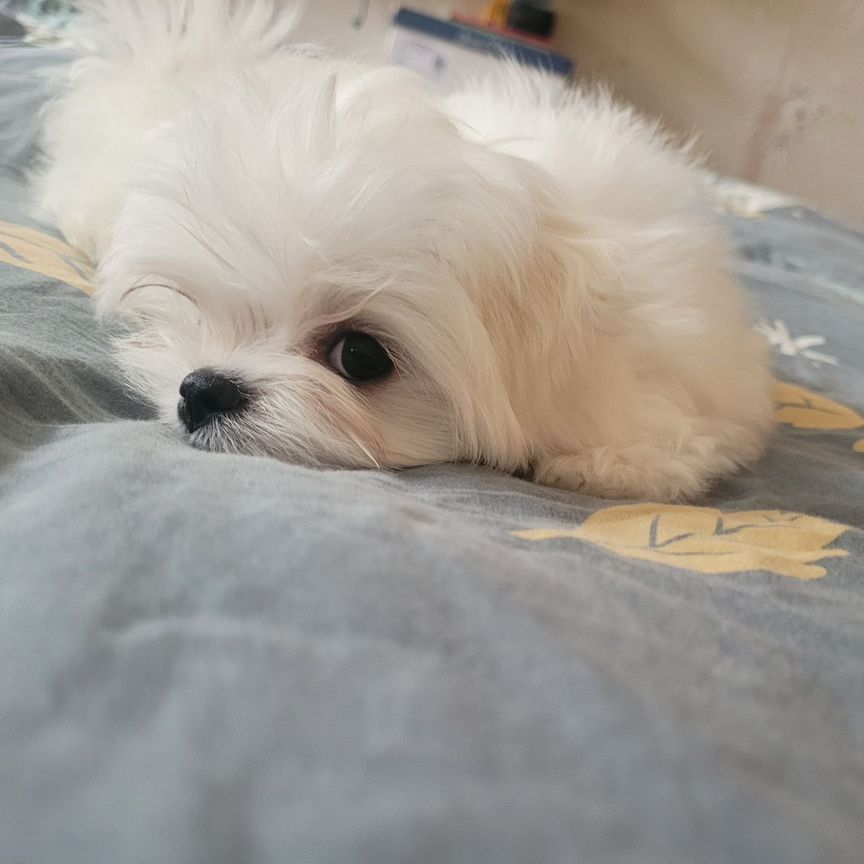 Мальтийская болонка, щенок