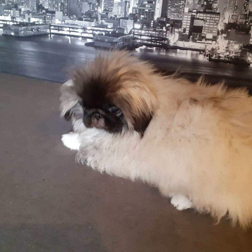 Щенки пекинеса